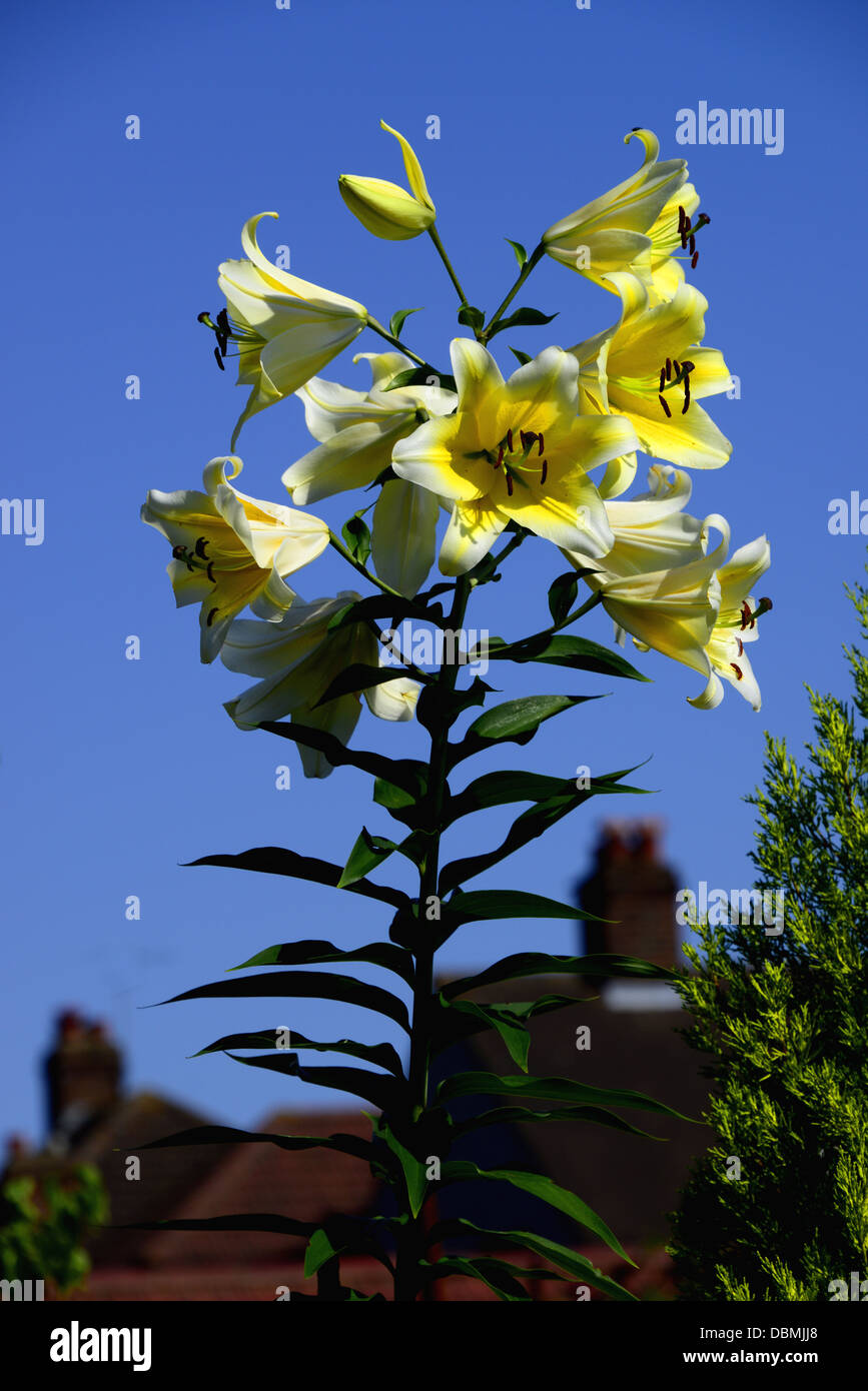 Tree lily hi-res stock photography and images - Alamy