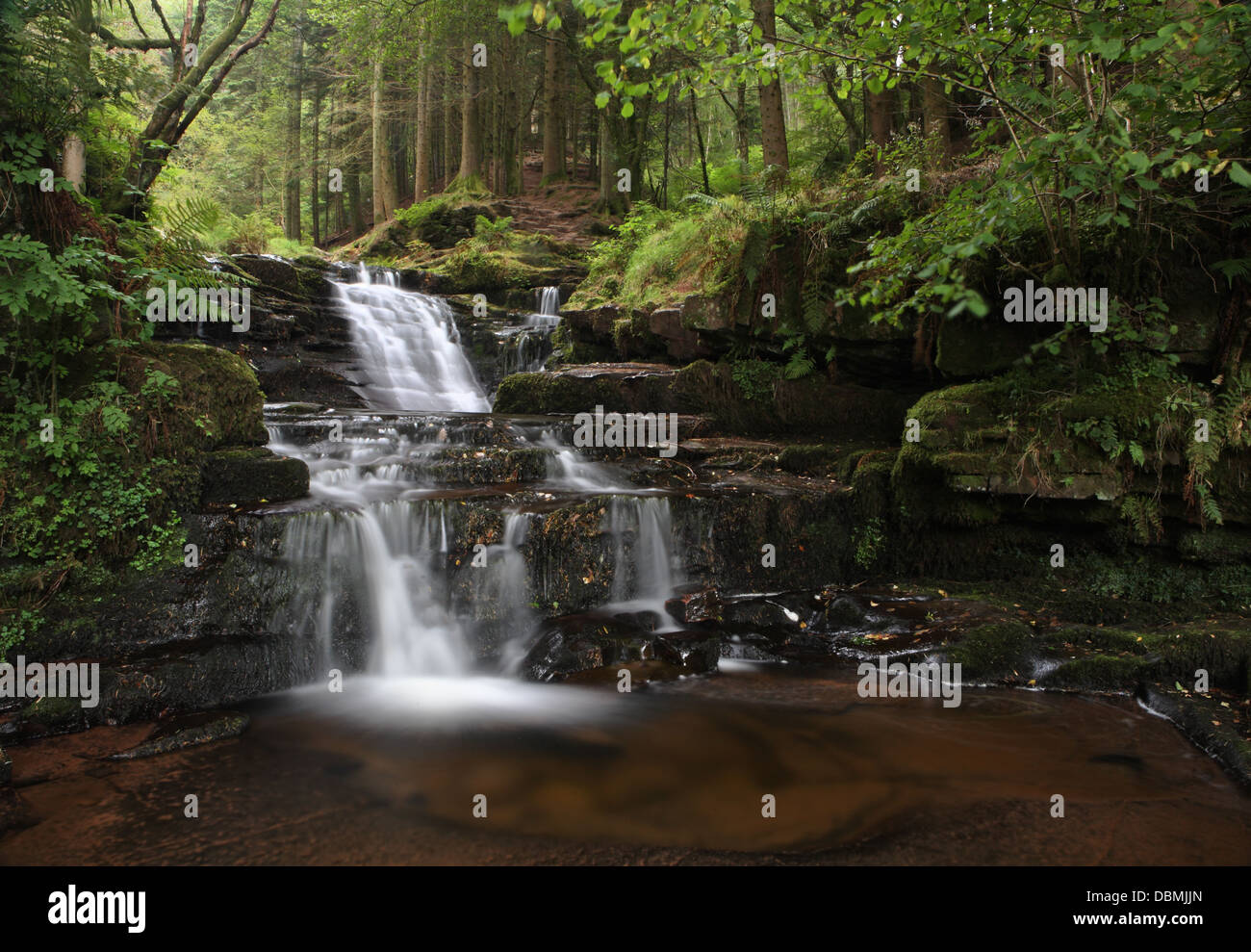 Talybont forest hi-res stock photography and images - Alamy