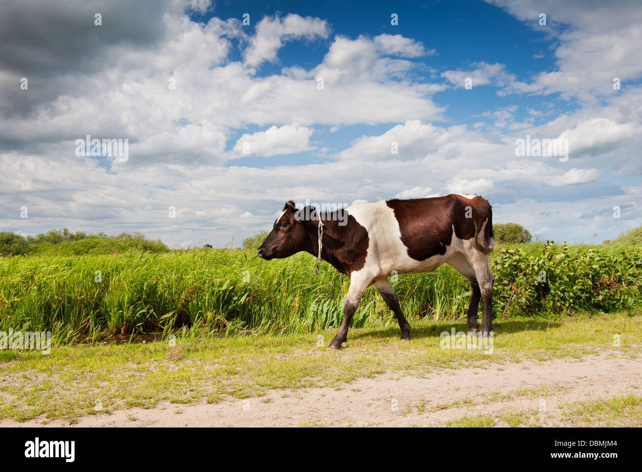 Calf walking in natural landscape Stock Photo - Alamy