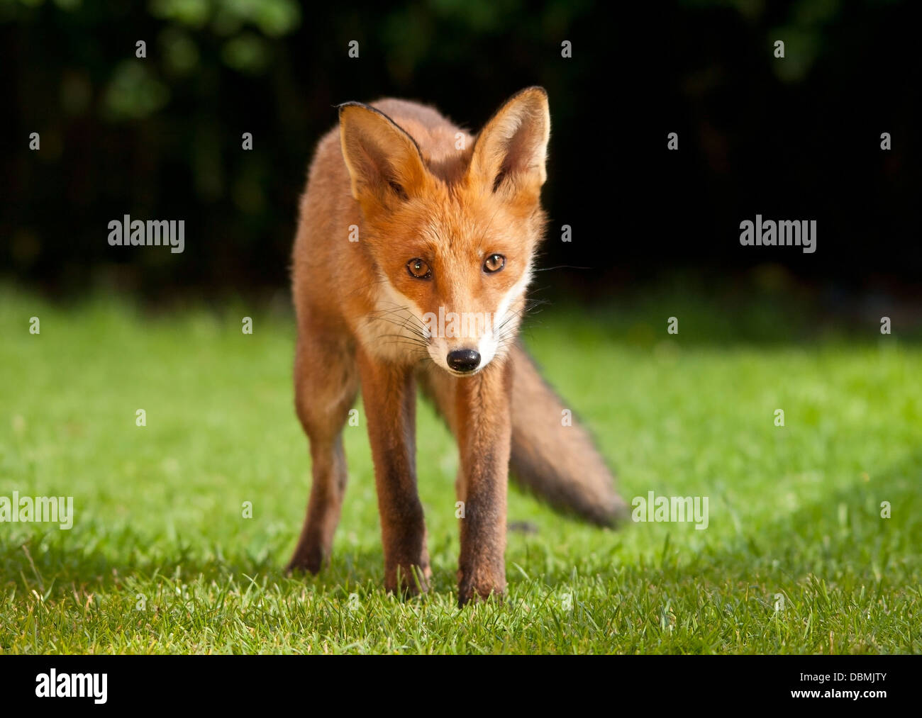 Urban fox in the morning sun Stock Photo - Alamy