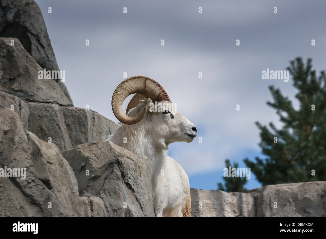 Dall sheep (Ovis dalli) ram in zoo enclosure, USA Stock Photo - Alamy