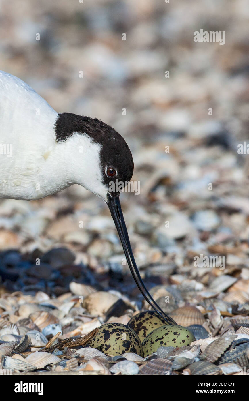 Wildfowl Eggs High Resolution Stock Photography and Images - Alamy