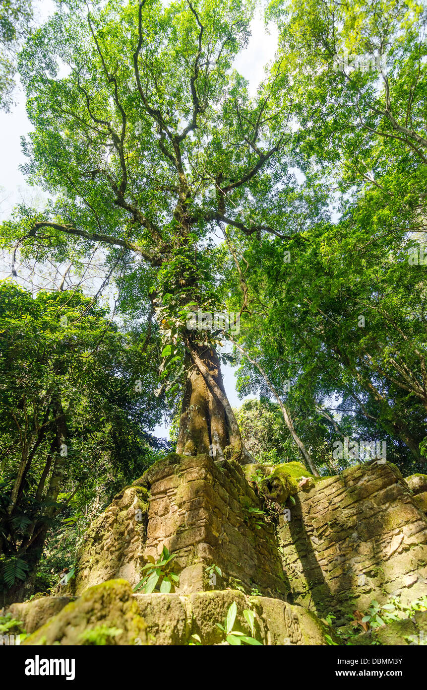 Tall tree in the jungle growing out of ancient Mayan ruins Stock Photo ...