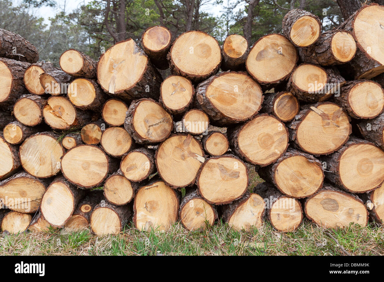 A pile of chopped wood ready for a campfire Stock Photo - Alamy