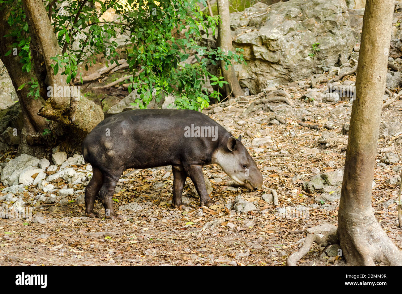 Mexico chiapas hi-res stock photography and images - Alamy