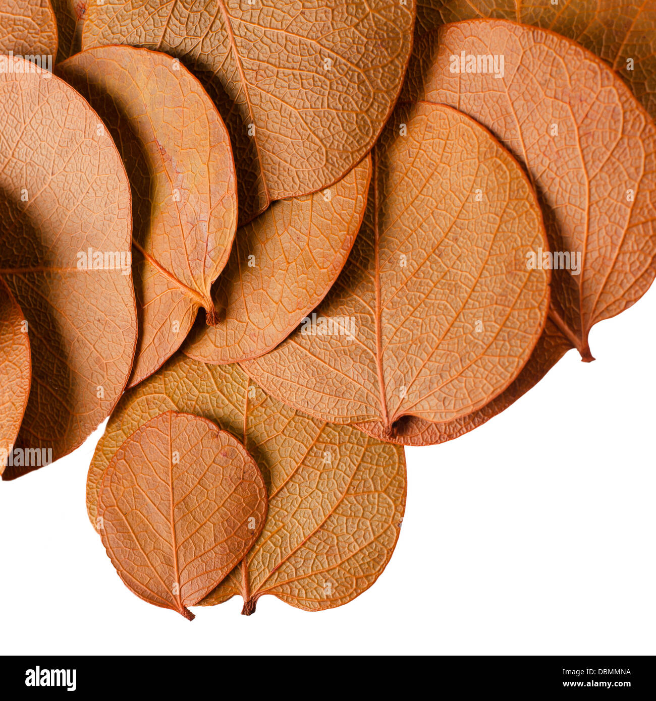 Autumn leaves border on horizontal white background Stock Photo - Alamy
