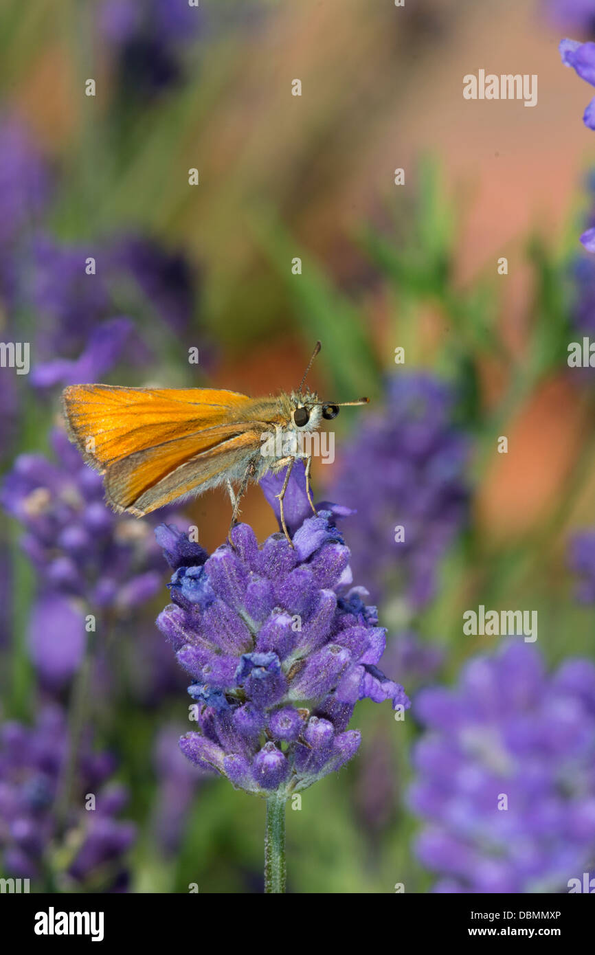 Garden butterfly, Common Skipper Stock Photo - Alamy