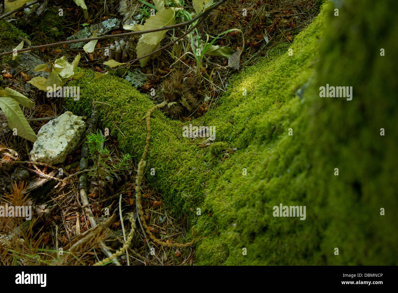 Tree trunk covered moss leafs hi-res stock photography and images - Alamy