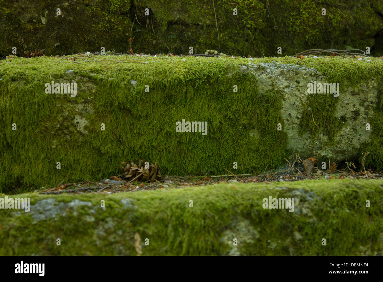 Moss covered rock garden hi-res stock photography and images - Alamy