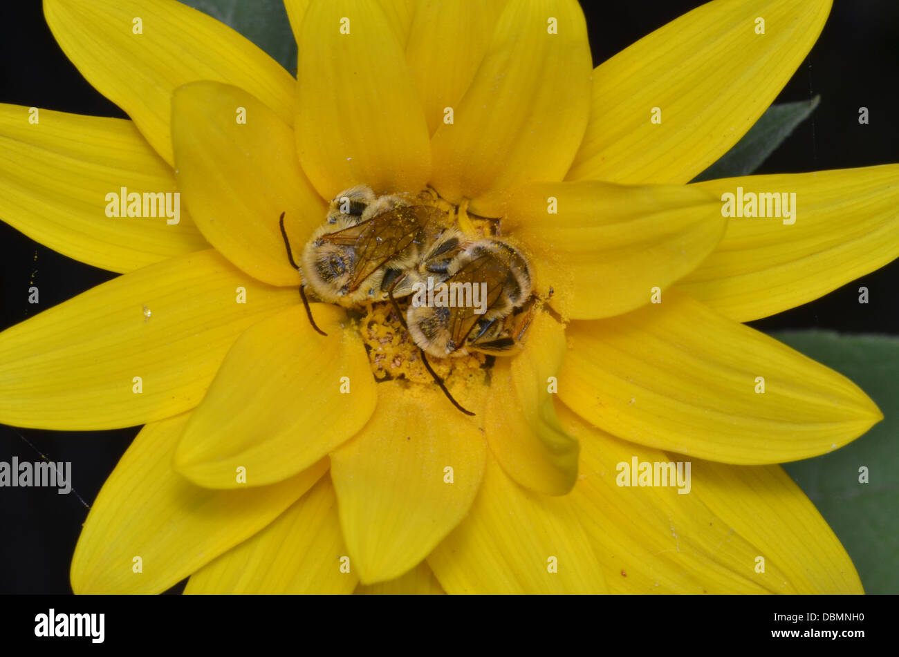 Like Two Bees in a Pod Stock Photo - Alamy
