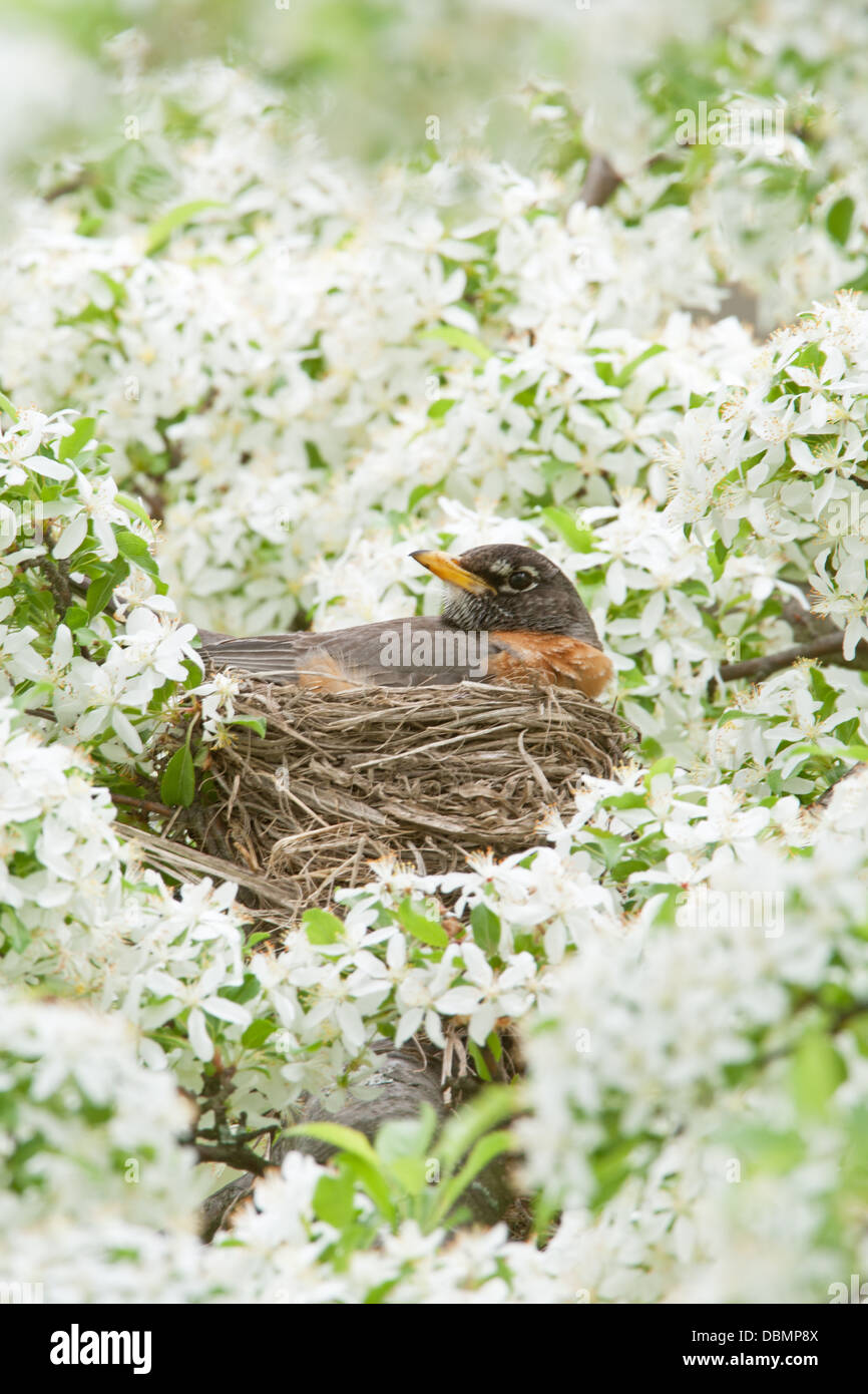 American Robin incubating Nest in Crabapple Blossoms perching bird ...