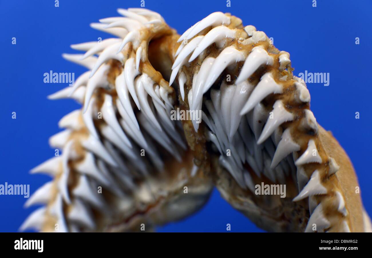 A shark jaw at the German Oceanographic Museum in Stralsund, Germany ...