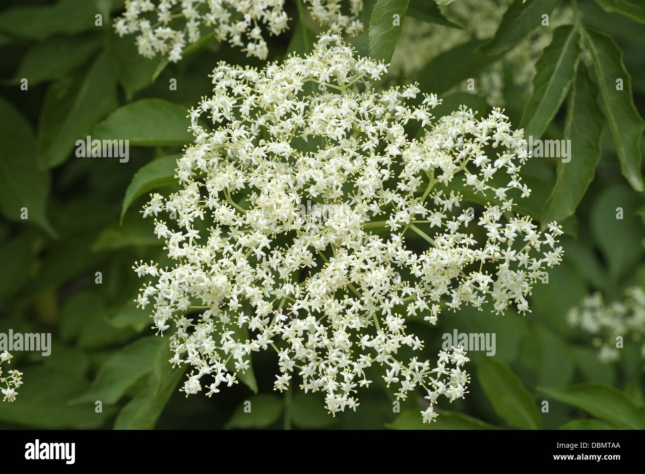 Elderflower Stock Photos & Elderflower Stock Images - Alamy