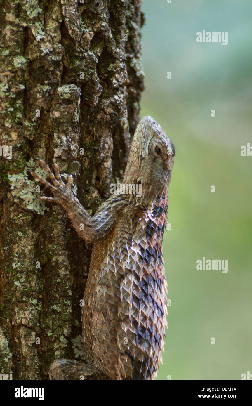 Spiny lizard hi-res stock photography and images - Alamy