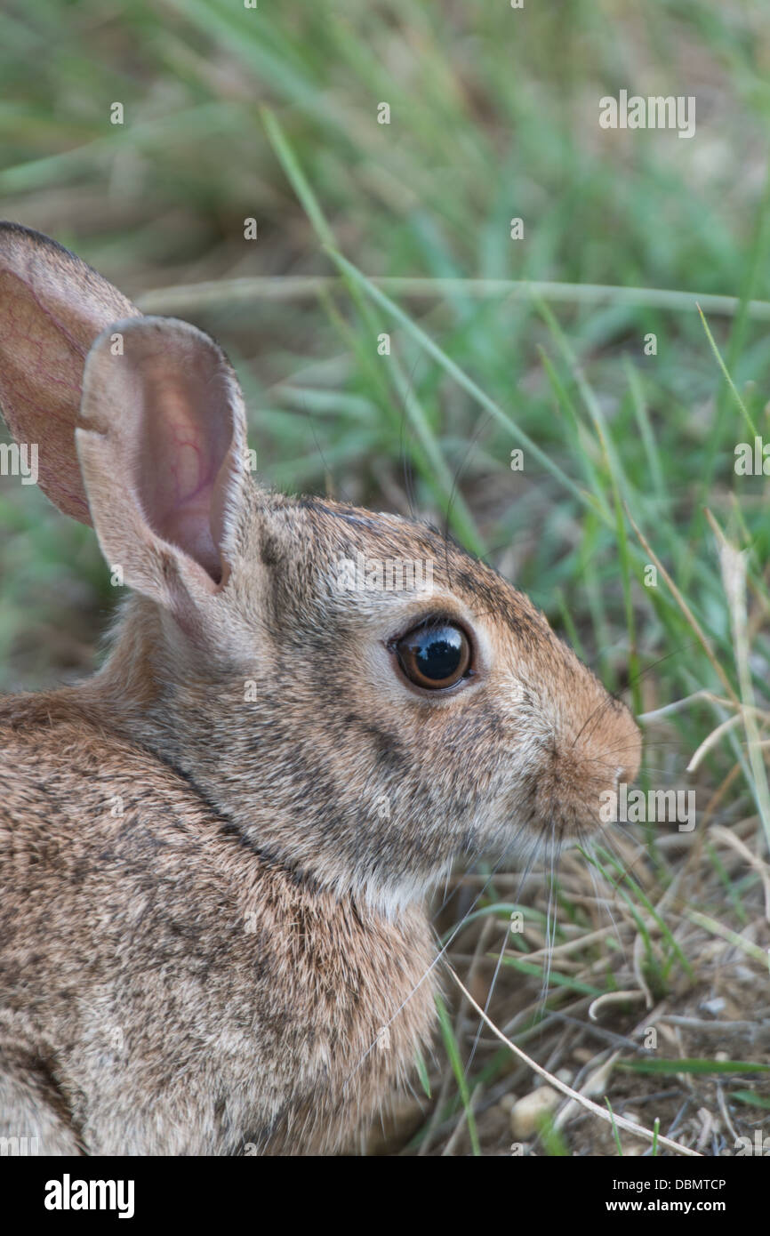 Eastern Cottontail Rabbit Stock Photo - Alamy