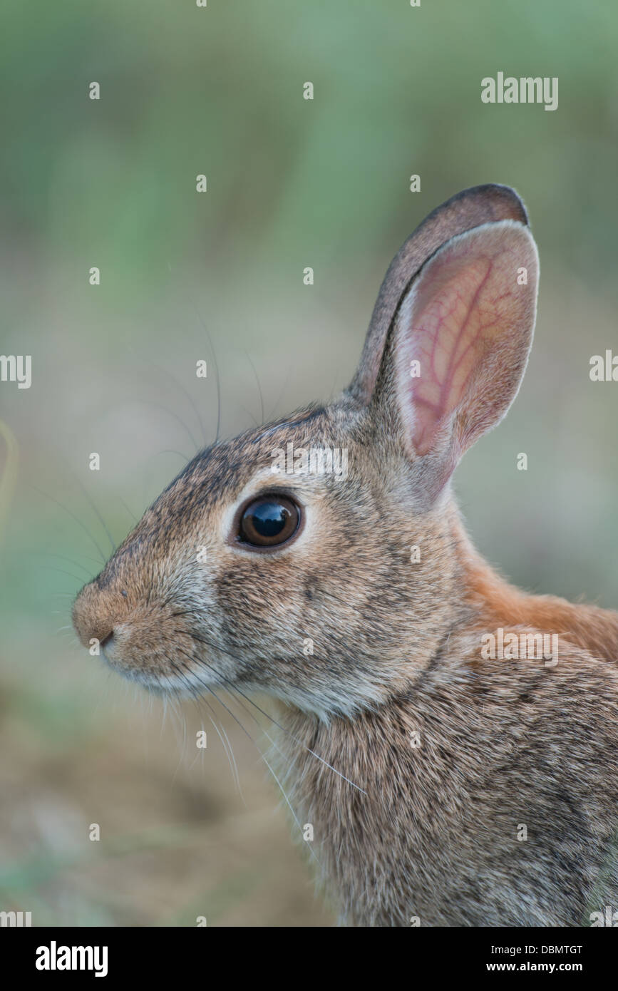Eastern cottontail hi-res stock photography and images - Alamy