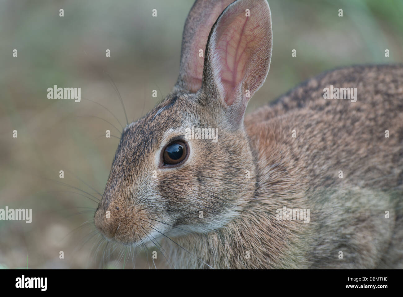 Eastern Cottontail Rabbit Stock Photo - Alamy