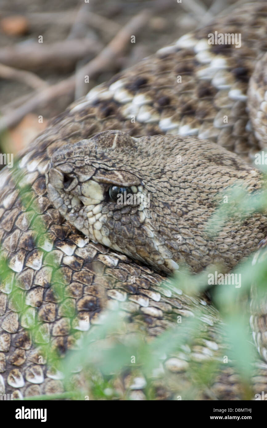 Western Diamond Back Rattler coiled up Stock Photo - Alamy