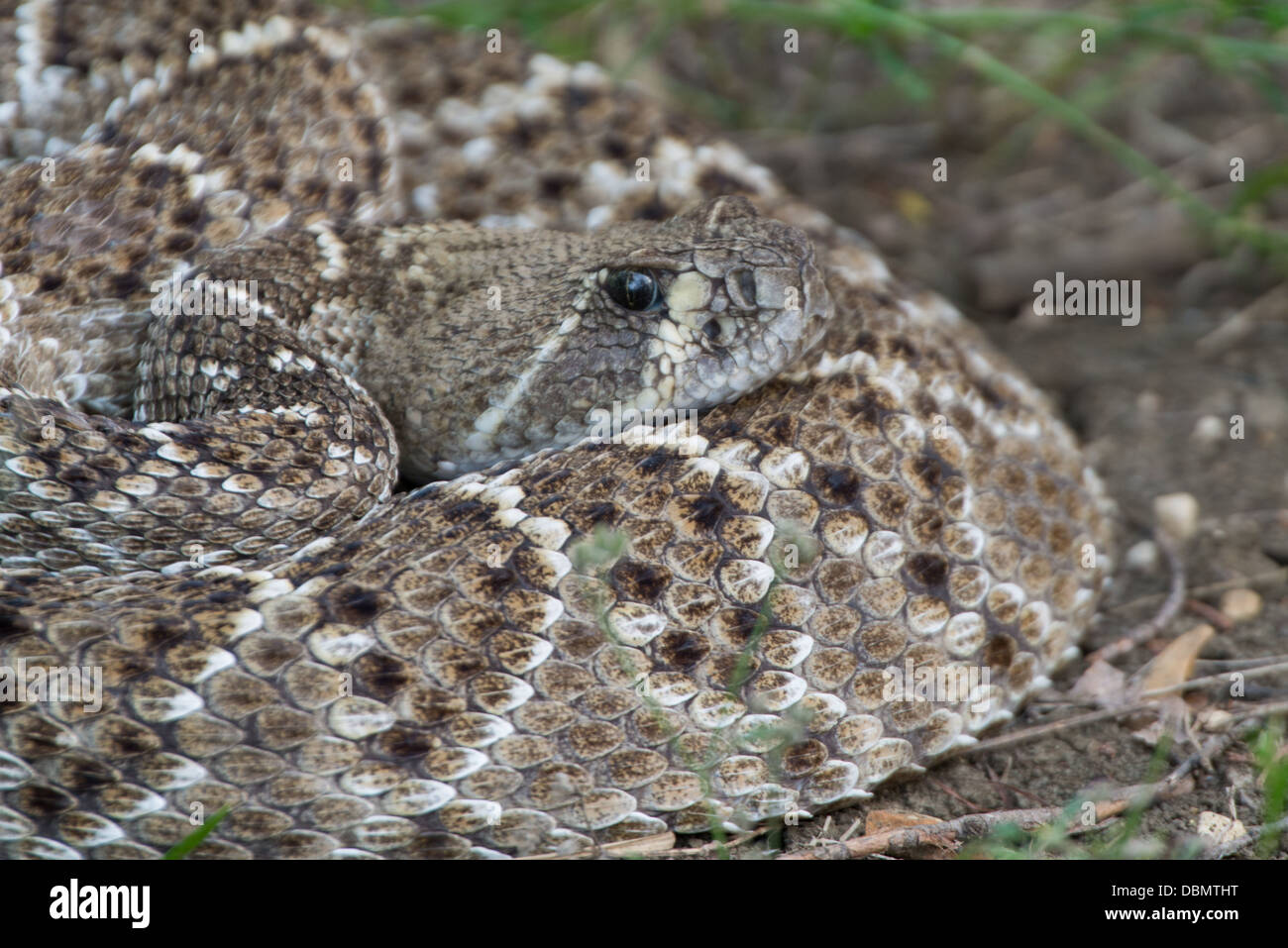 Western Diamond Back Rattler coiled up Stock Photo - Alamy