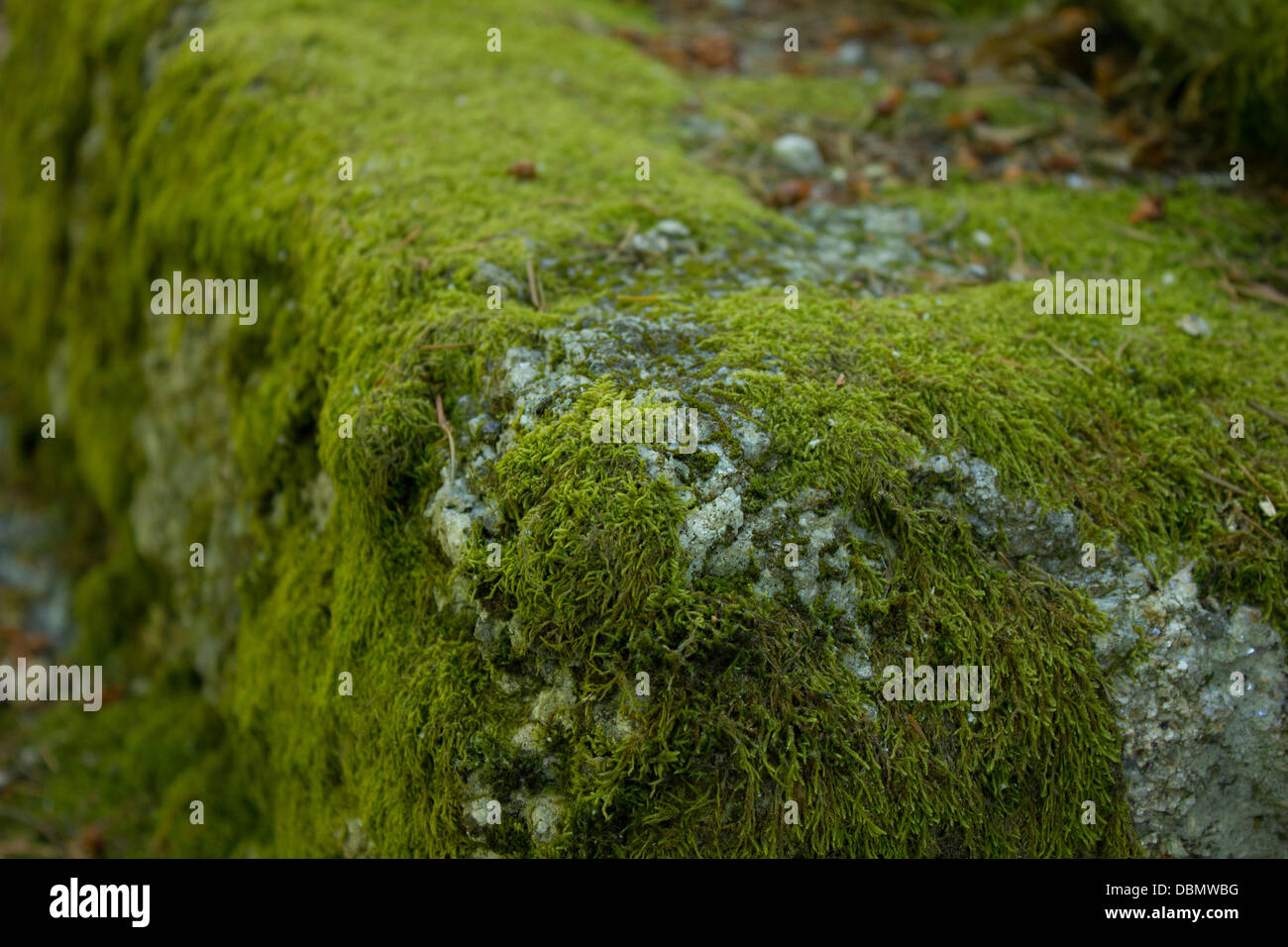 Marble stone with green moss Stock Photo - Alamy