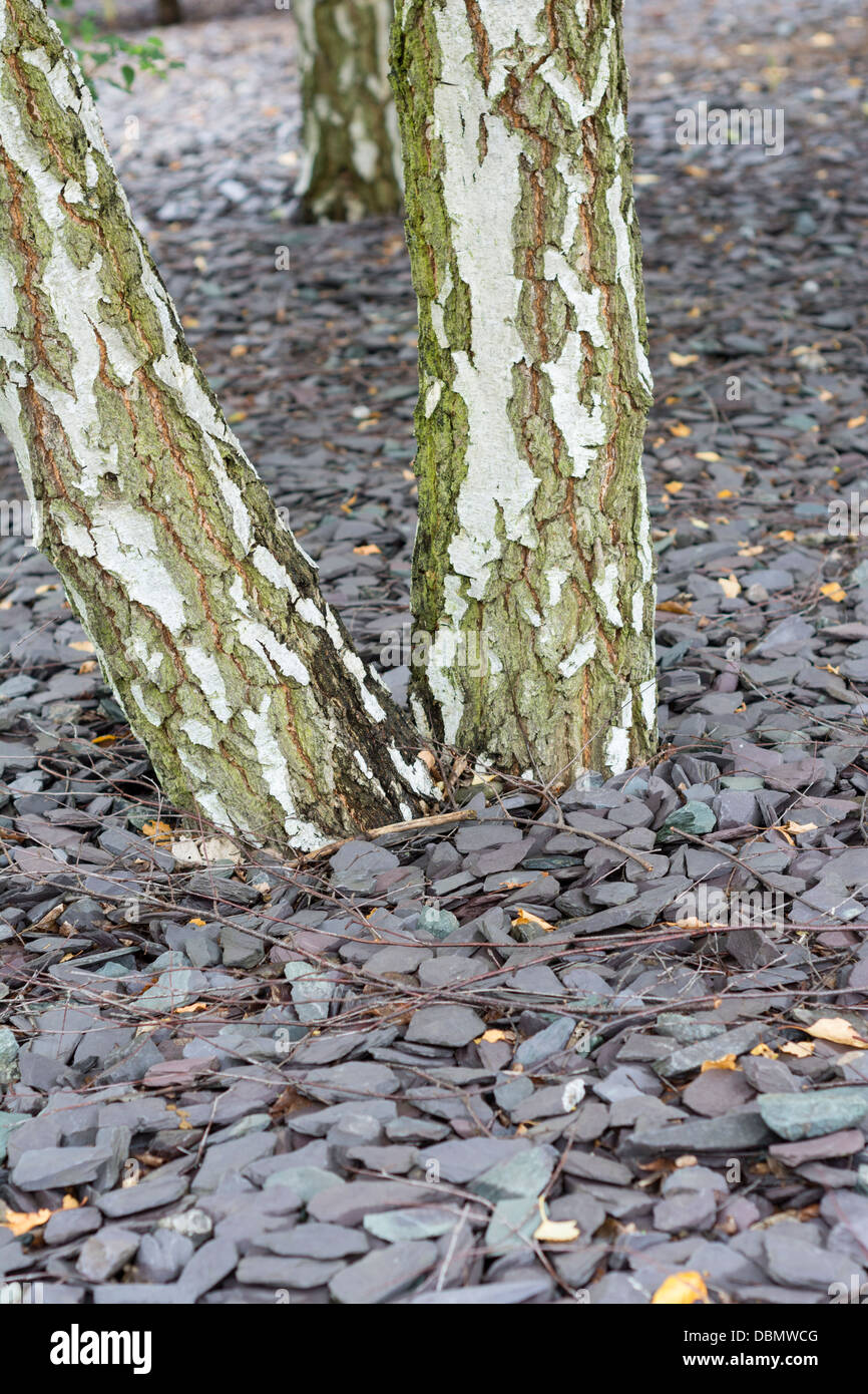 Siver birch trunks planted in slate scree, in a public garden Stock ...