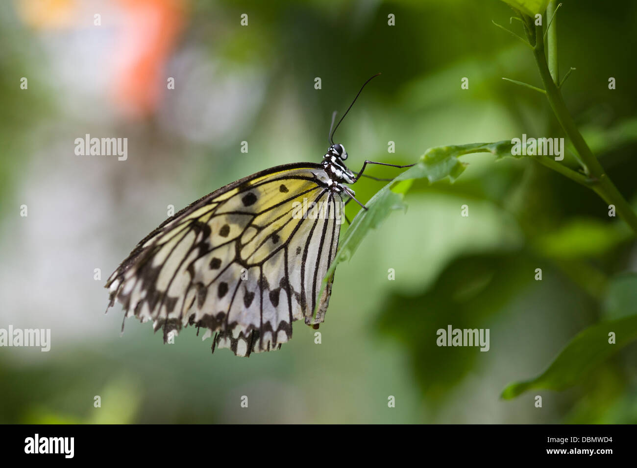 Idea leuconoe Paper Kite Butterfly on a leaf Stock Photo - Alamy