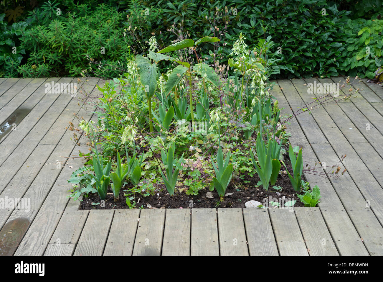 Encapsulated planting area on municipal wooden decking area Stock Photo ...
