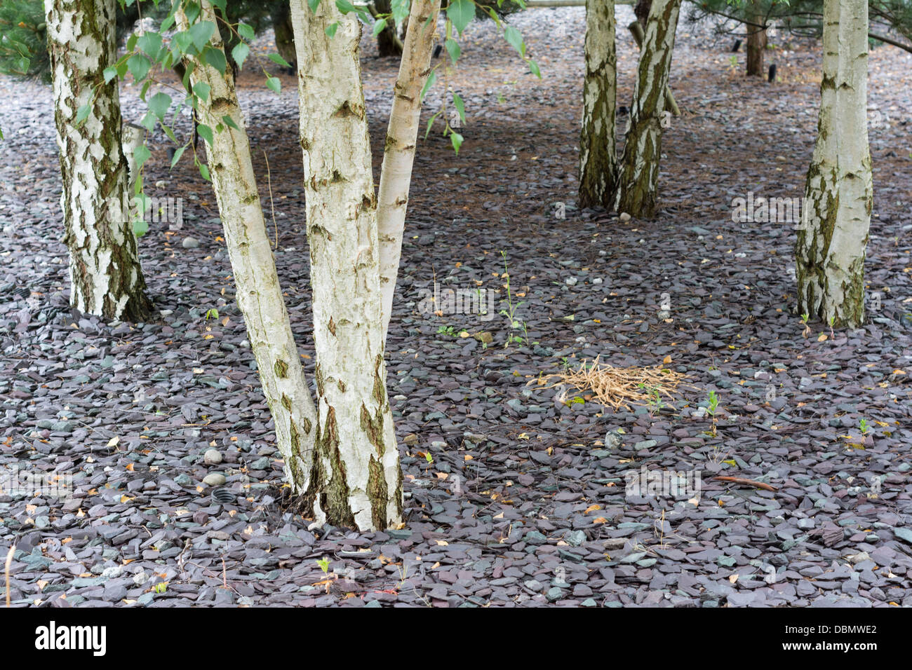 Garden weed suppression hi-res stock photography and images - Alamy
