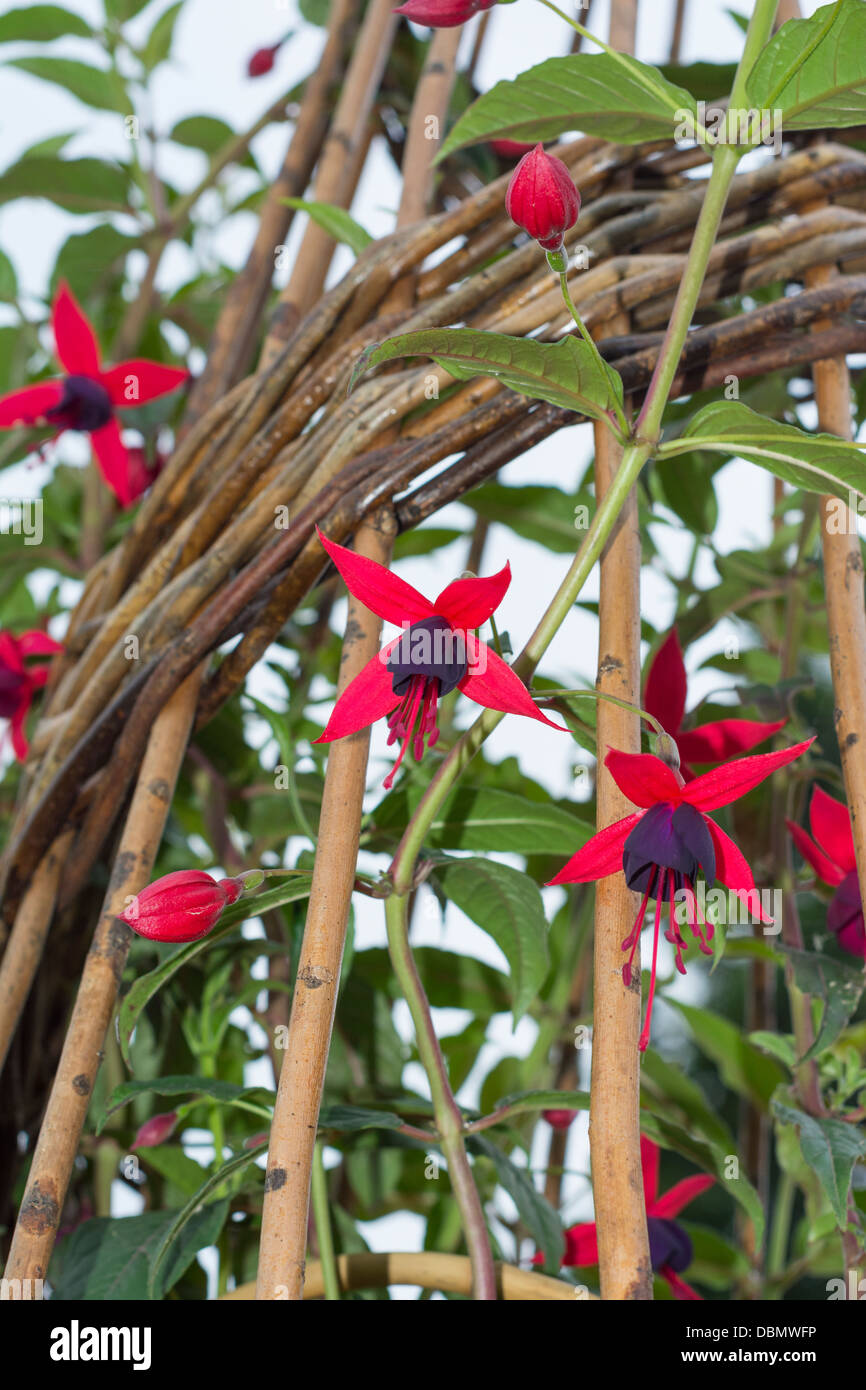 Victorian Climbing fuchsia, 'Lady Boothby' Stock Photo - Alamy