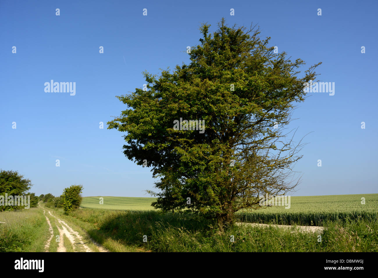 Rambling pathway hi-res stock photography and images - Alamy