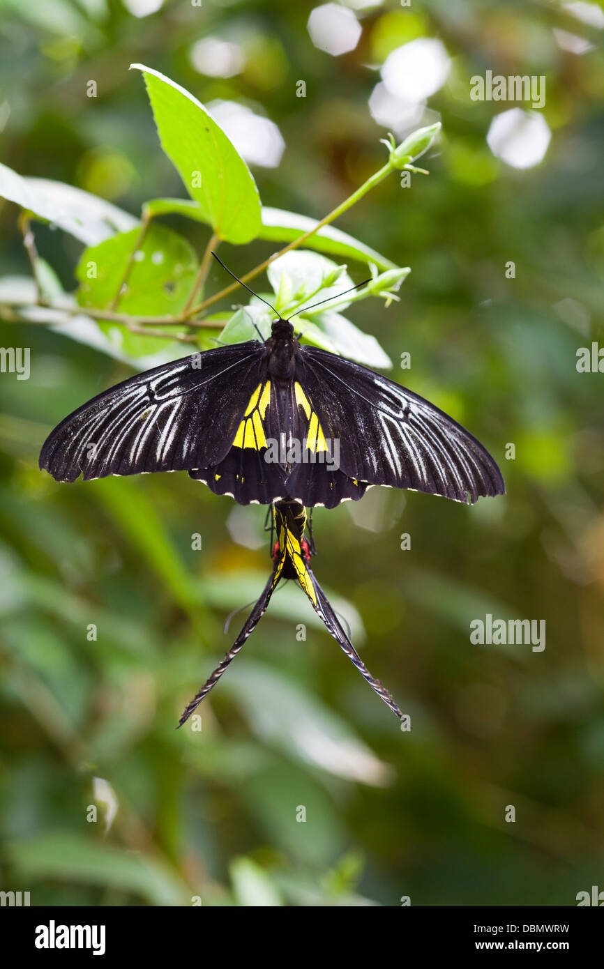 Golden bird wing butterflies mating Troides rhadamantus Mating Stock ...