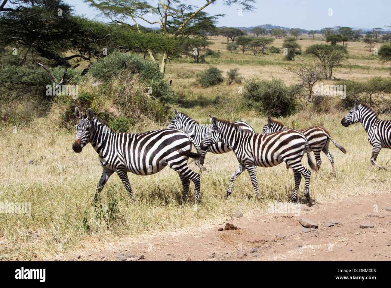 Zebra crossing africa hi-res stock photography and images - Alamy