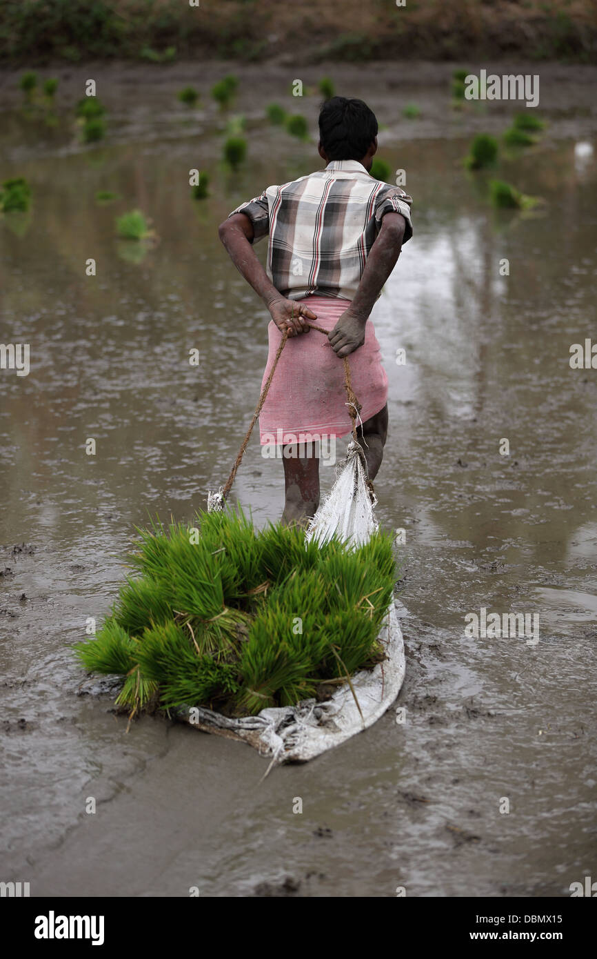 Indian man working hi-res stock photography and images - Alamy