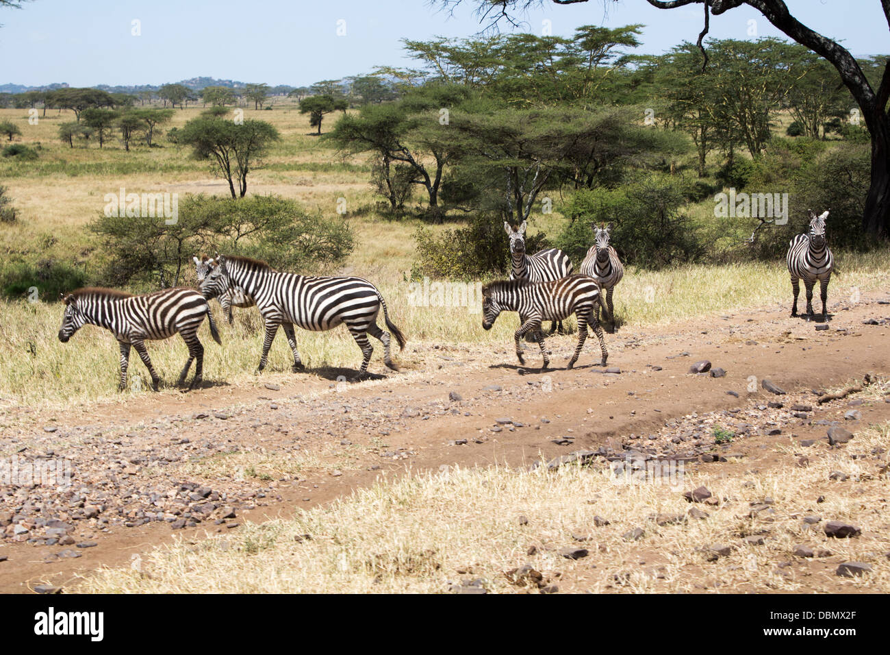 Zebra crossing africa hi-res stock photography and images - Alamy
