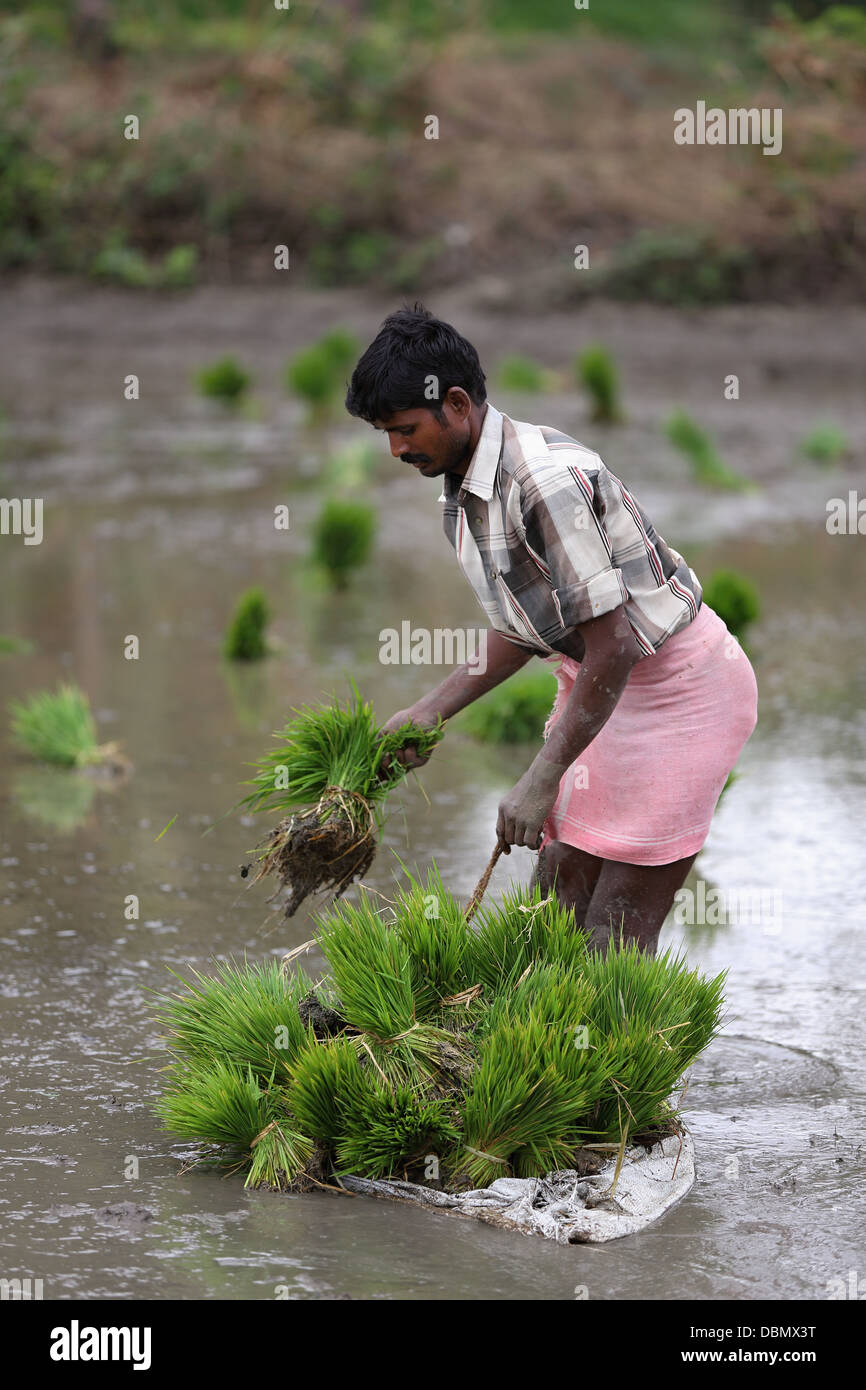 Rural Indian man working in a paddy field South India Stock Photo - Alamy