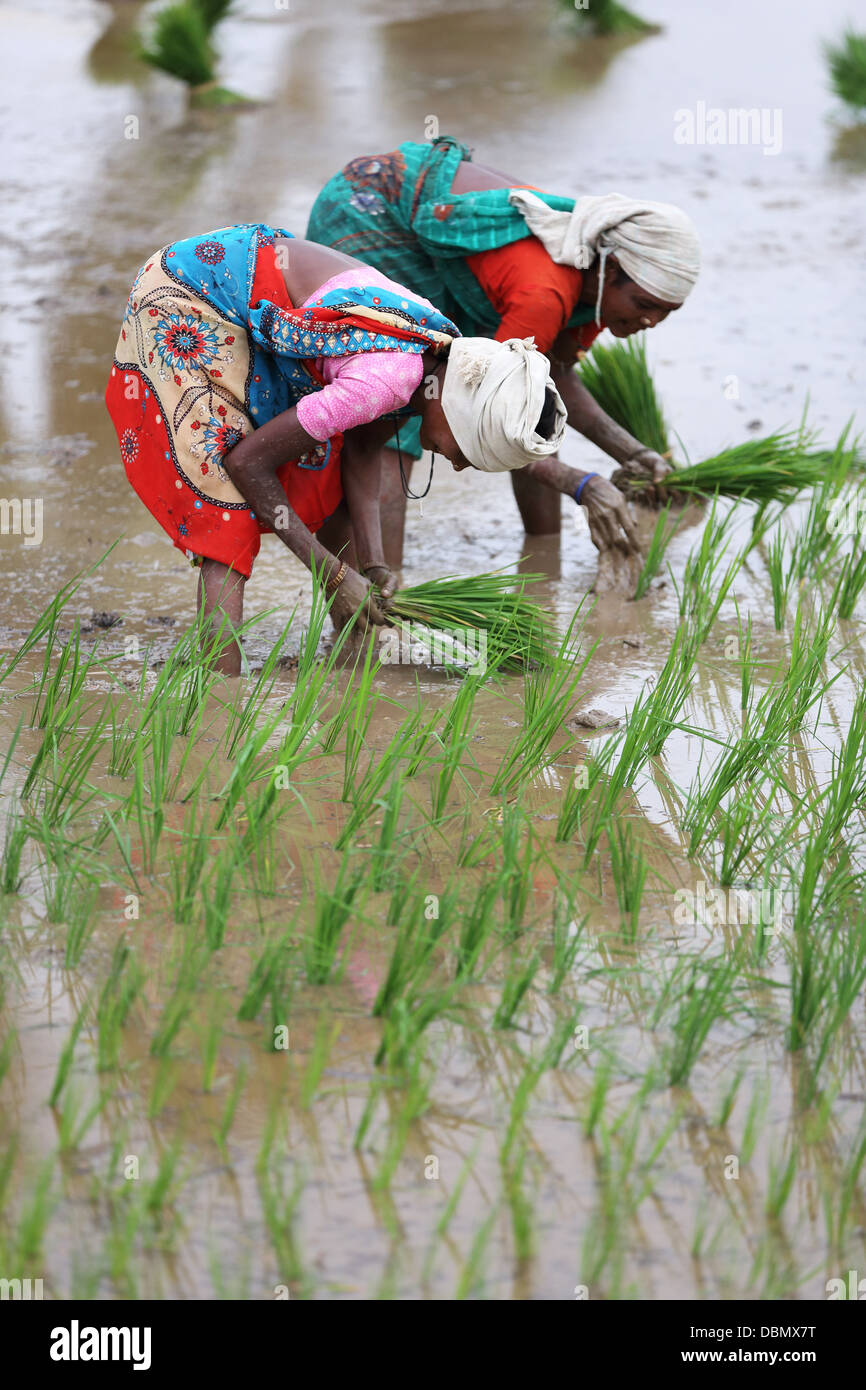 Indian women working in paddy hi-res stock photography and images - Alamy
