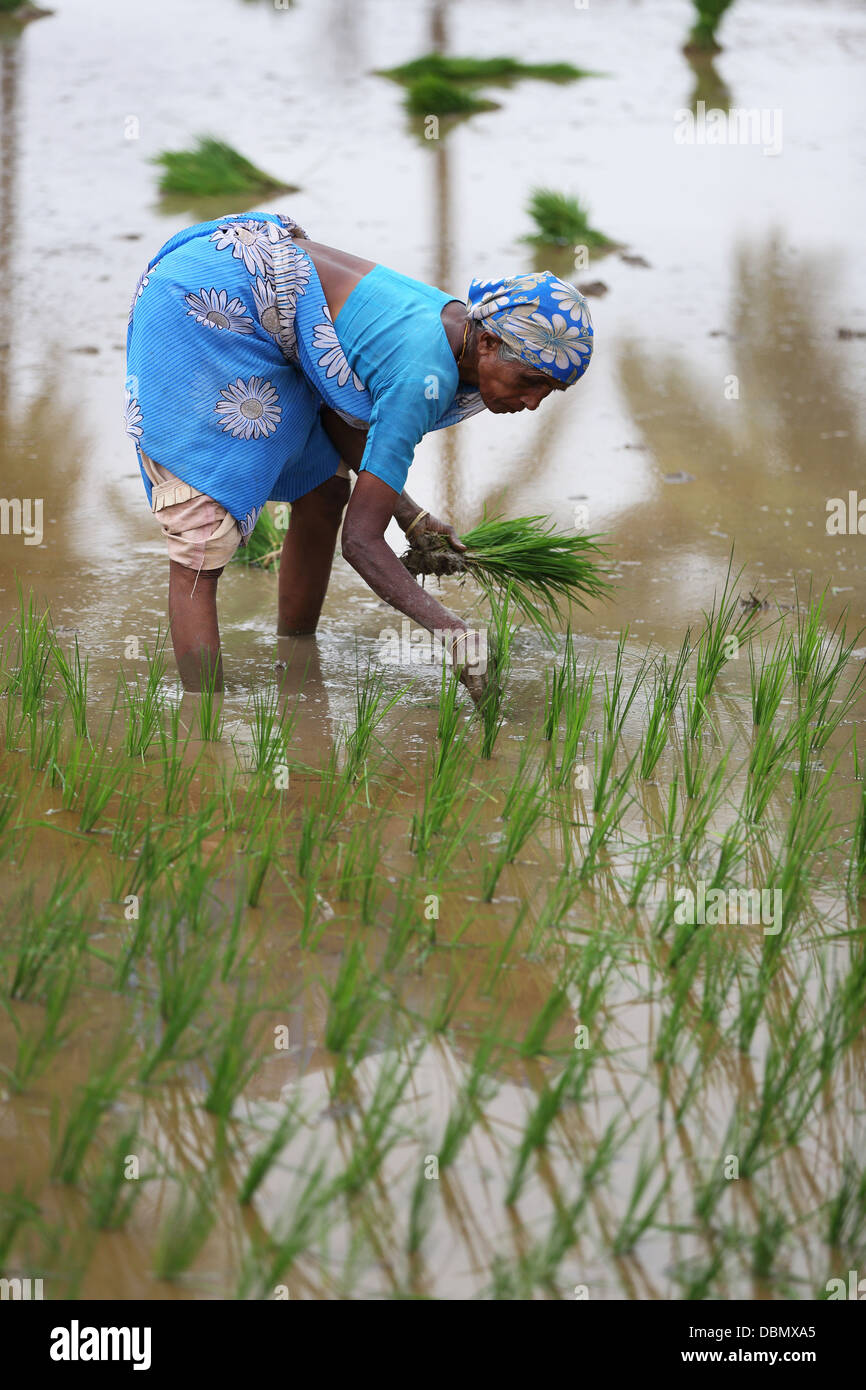 Rural Indian old woman working in a paddy field South India Stock Photo ...