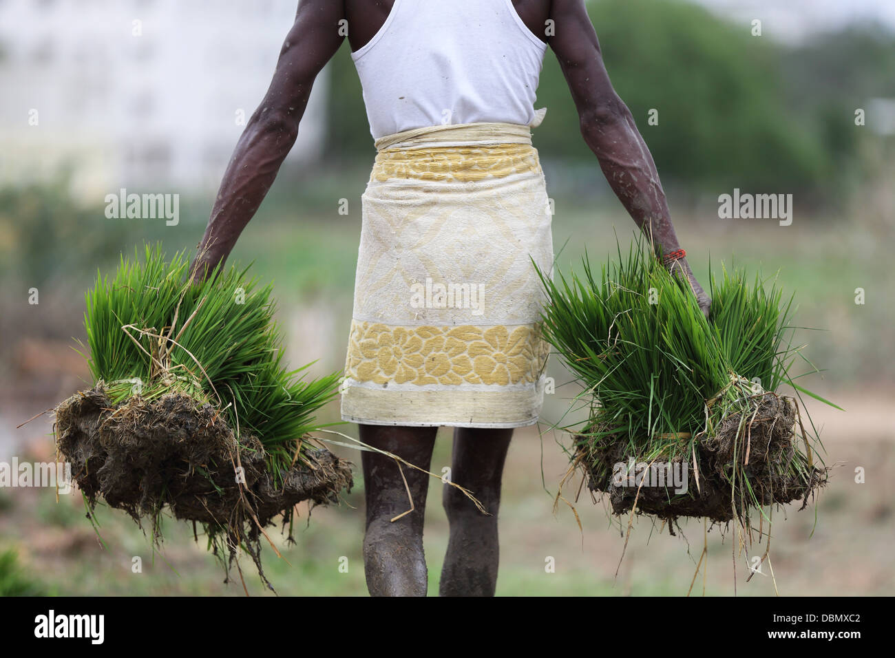 Man carrying rice paddy field hi-res stock photography and images - Alamy