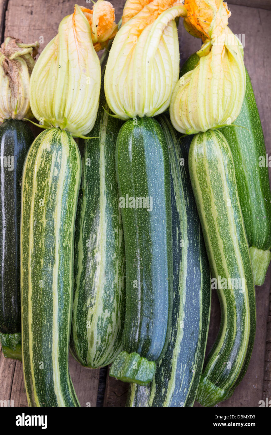 Courgettes growing hi-res stock photography and images - Alamy