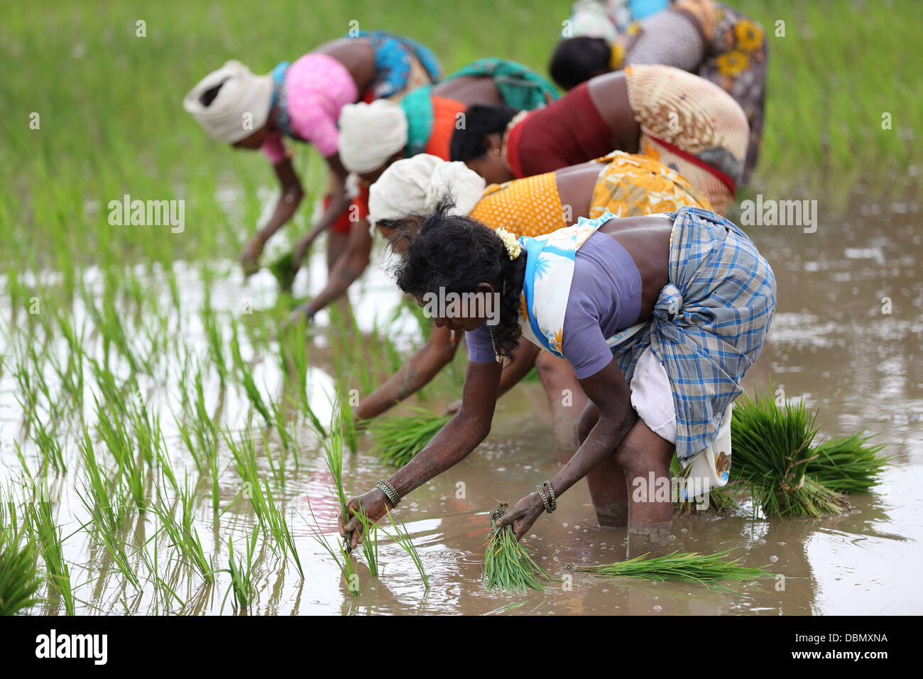 Rural Indian women working in a paddy field South India Stock Photo - Alamy
