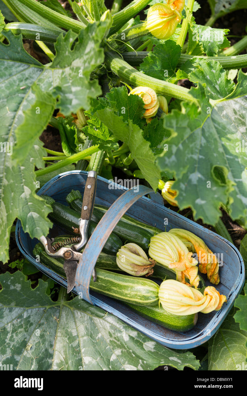 Courgettes growing container hi-res stock photography and images - Alamy