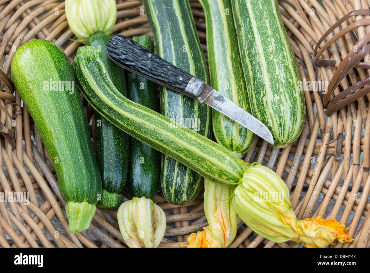 Freshly picked garden courgettes Stock Photo - Alamy