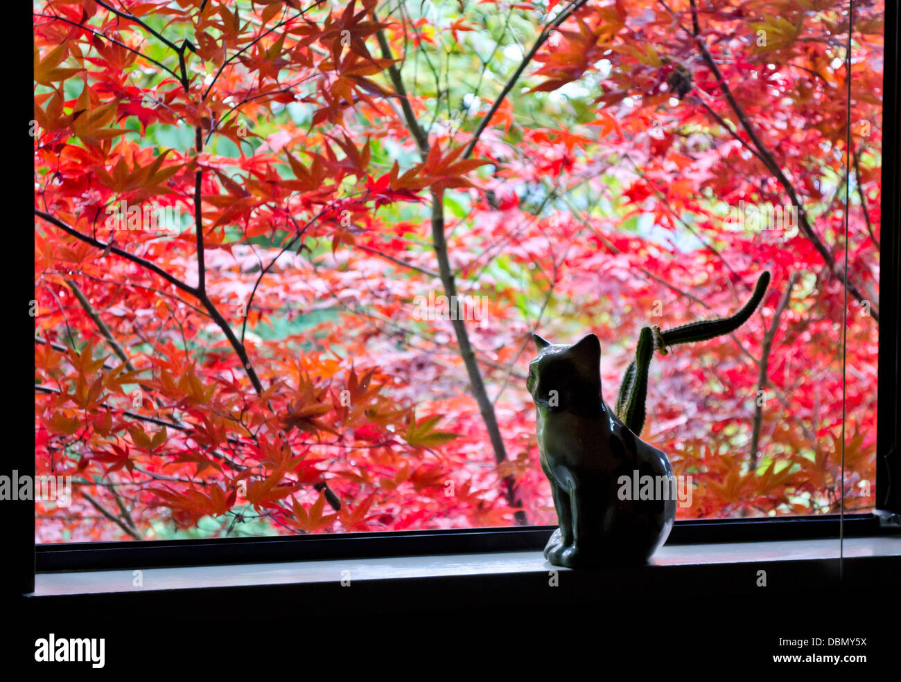 Colourful red Japanese maple outside the window in the Fall with a cat ...