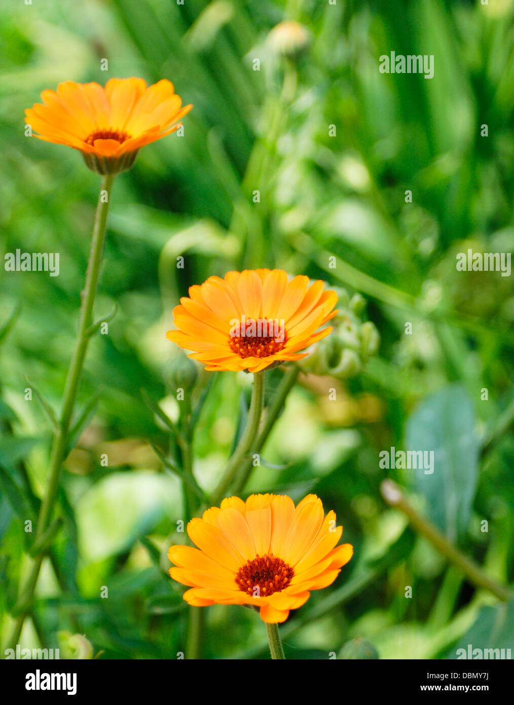 Summer blossoming of calendula (marigold) flowers Stock Photo - Alamy