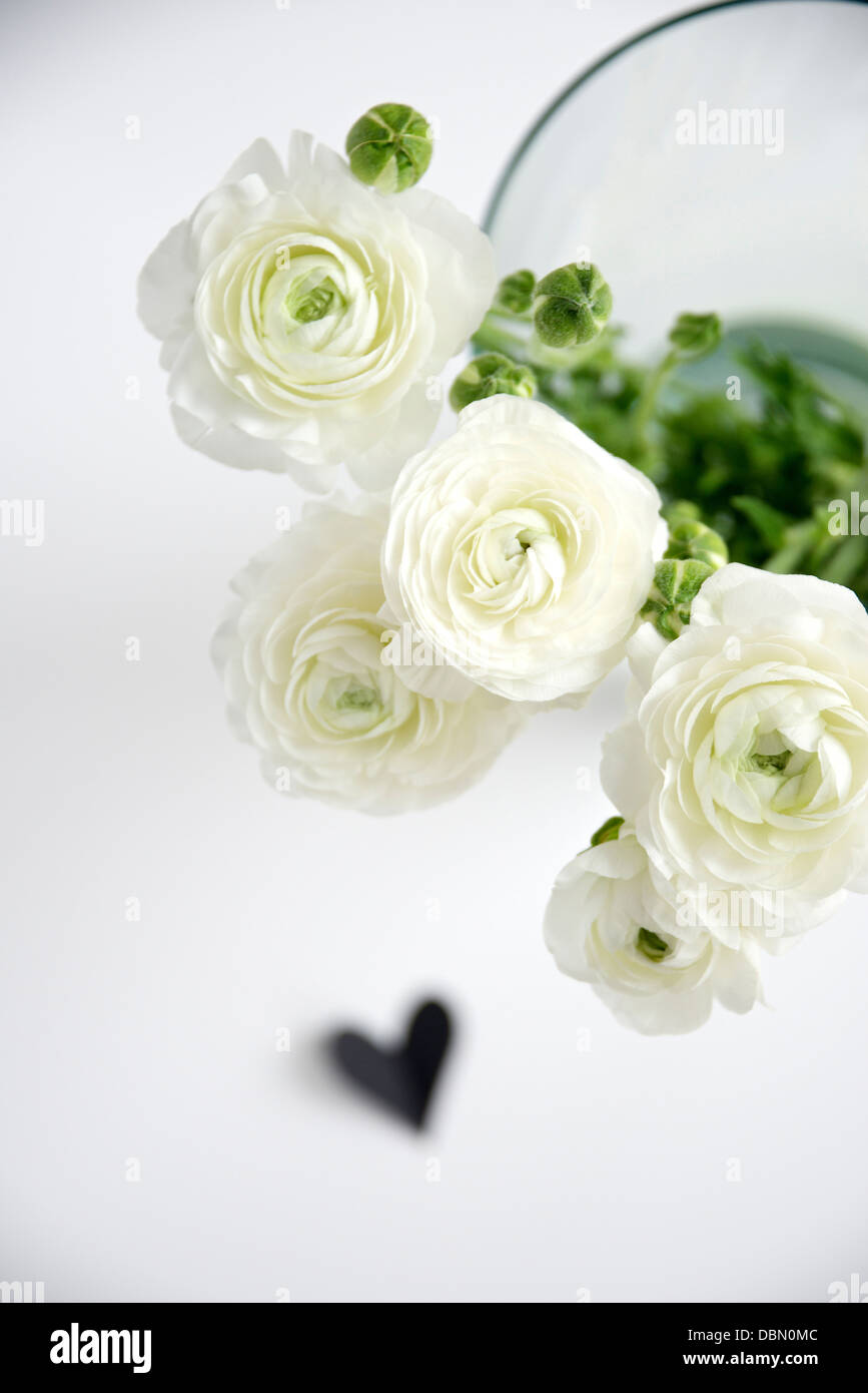 White rose group germany hi-res stock photography and images - Alamy