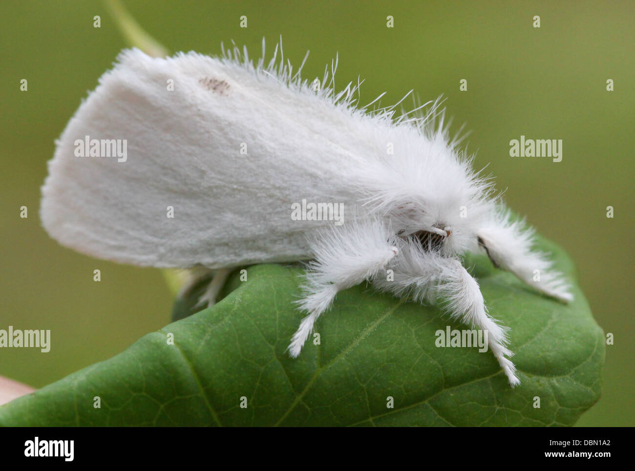 Close-up macro shots of a Female Yellow-tail Moth (Euproctis similis, a ...