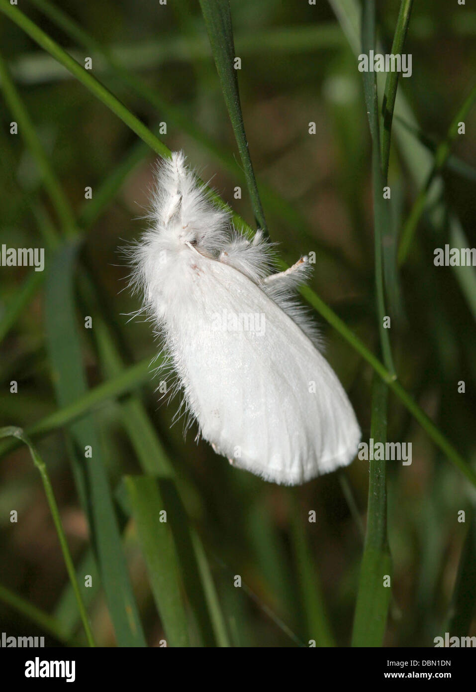 Close-up macro shots of a Female Yellow-tail Moth (Euproctis similis, a ...