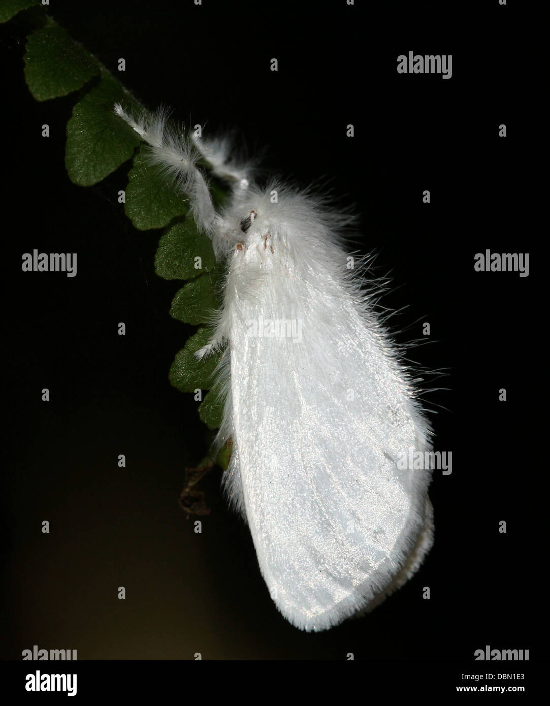 Close-up macro shots of a Female Yellow-tail Moth (Euproctis similis, a ...