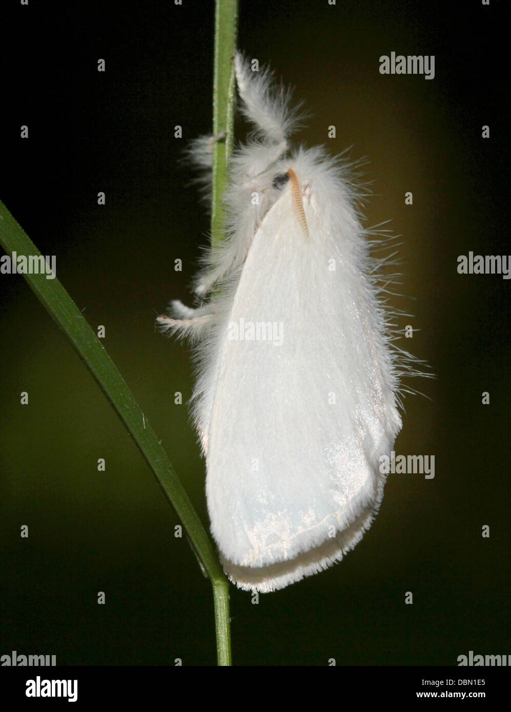 Close-up macro shots of a Female Yellow-tail Moth (Euproctis similis, a ...