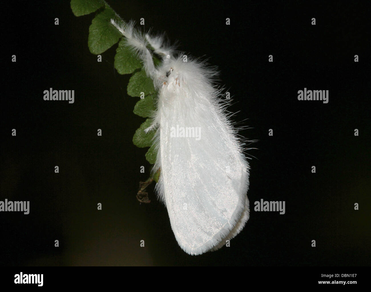 Goldtail moth hi-res stock photography and images - Alamy